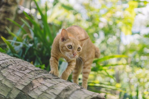 How to Live With Your Crepuscular Cat - The Daily Cat