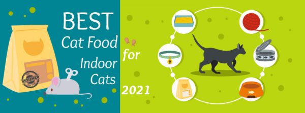 Best Cat Food for Indoor Cats - The Daily Cat